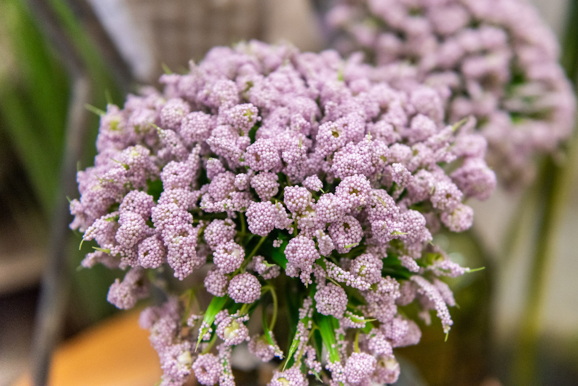 Flori2 Srl - Ingrosso per Fiorai, Wedding Planner, Pasticcerie, Fiori ...