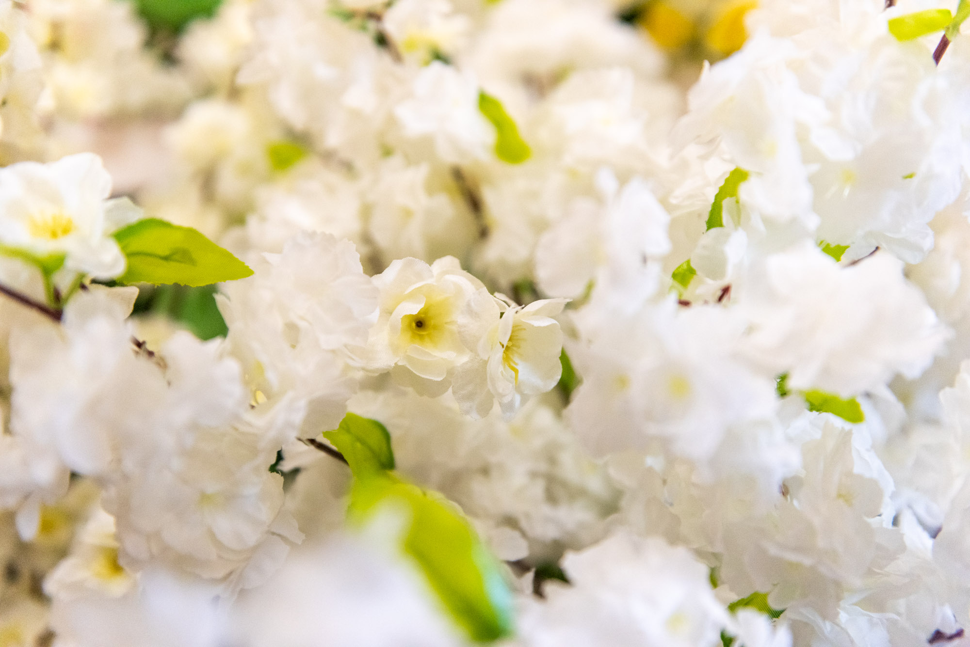 Flori2 Srl - Ingrosso per Fiorai, Wedding Planner, Pasticcerie, Fiori ...